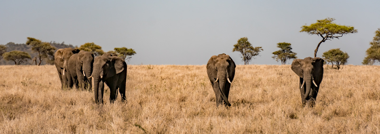 Mikumi National Park